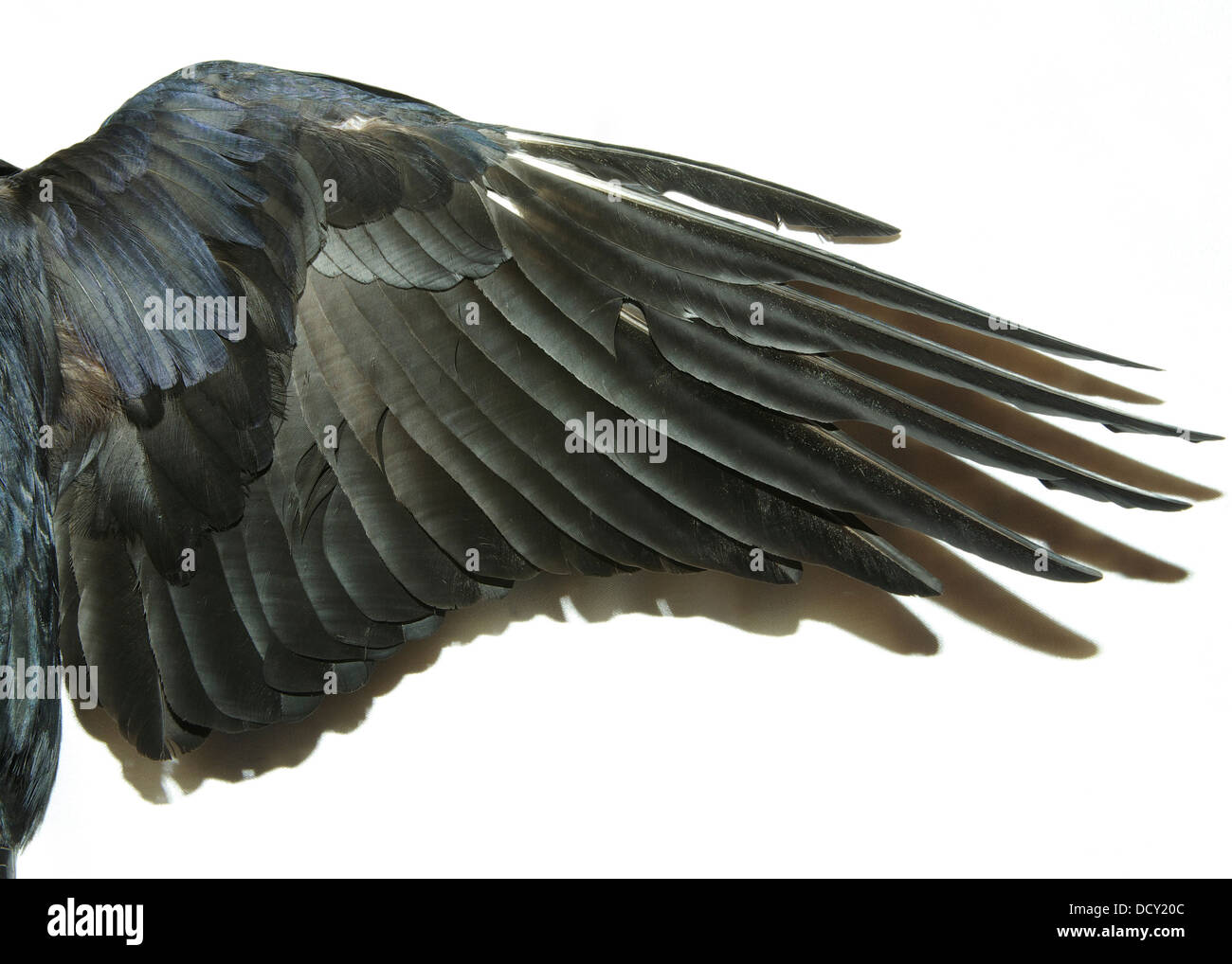 Fly fantasy hi-res stock photography and images - Alamy