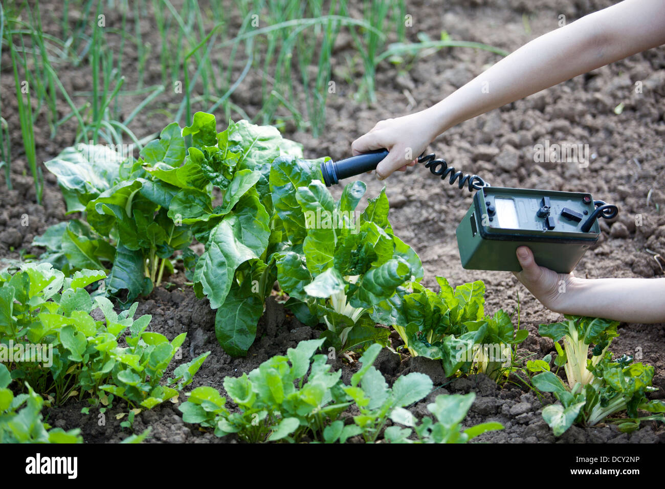 Mangel hi-res stock photography and images - Alamy