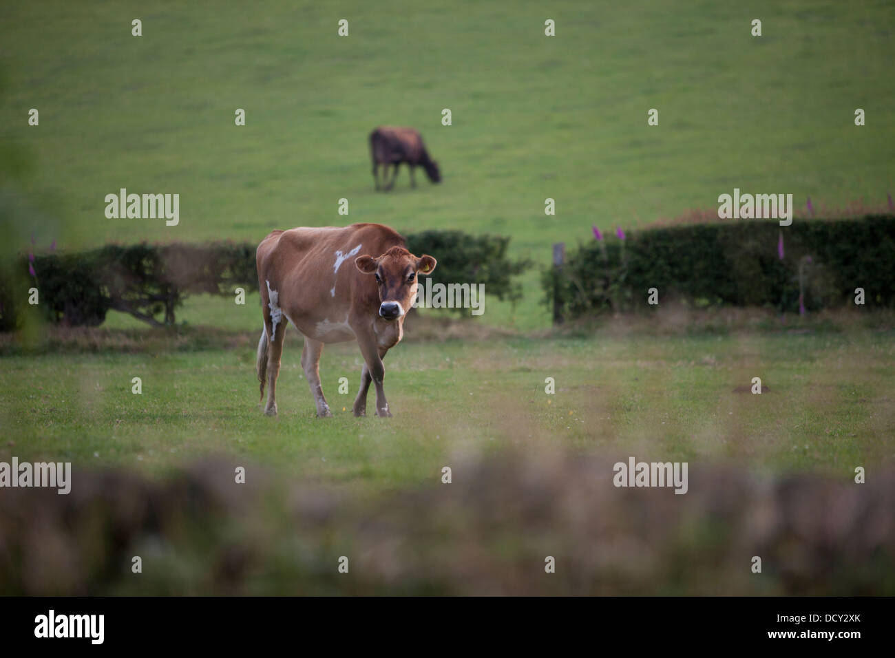 cows grazing field grass nature agriculture Stock Photo - Alamy
