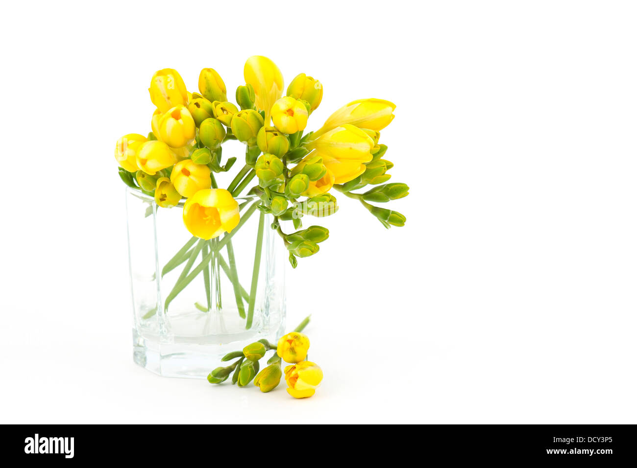 Freesia blooms hi-res stock photography and images - Alamy