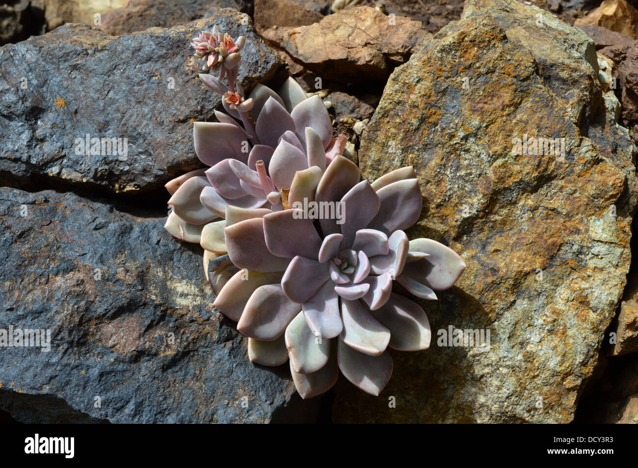 Flower stretching out of rocks in Cambria, CA Stock Photo - Alamy