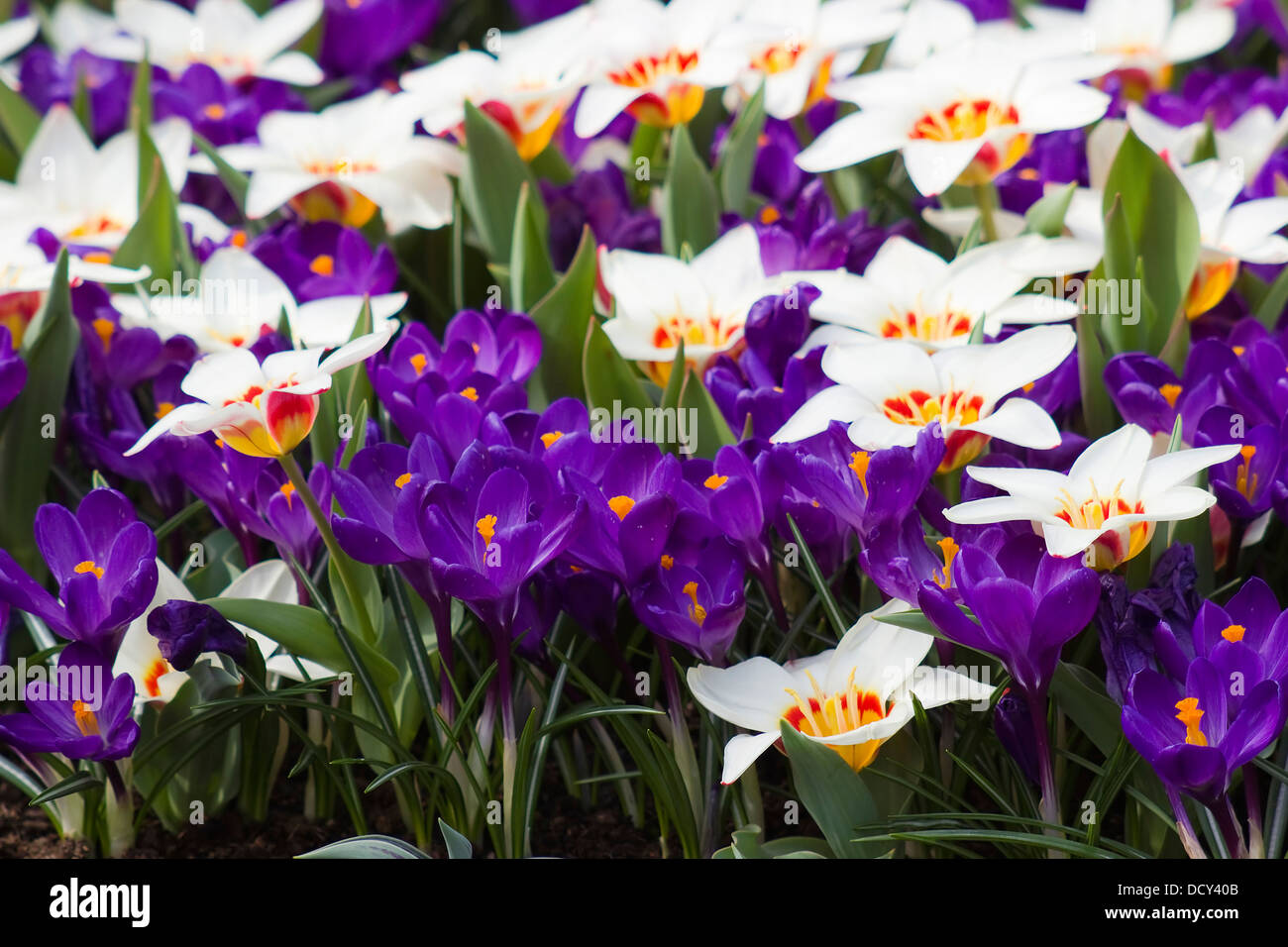 Colorful spring flowers in the park Stock Photo - Alamy