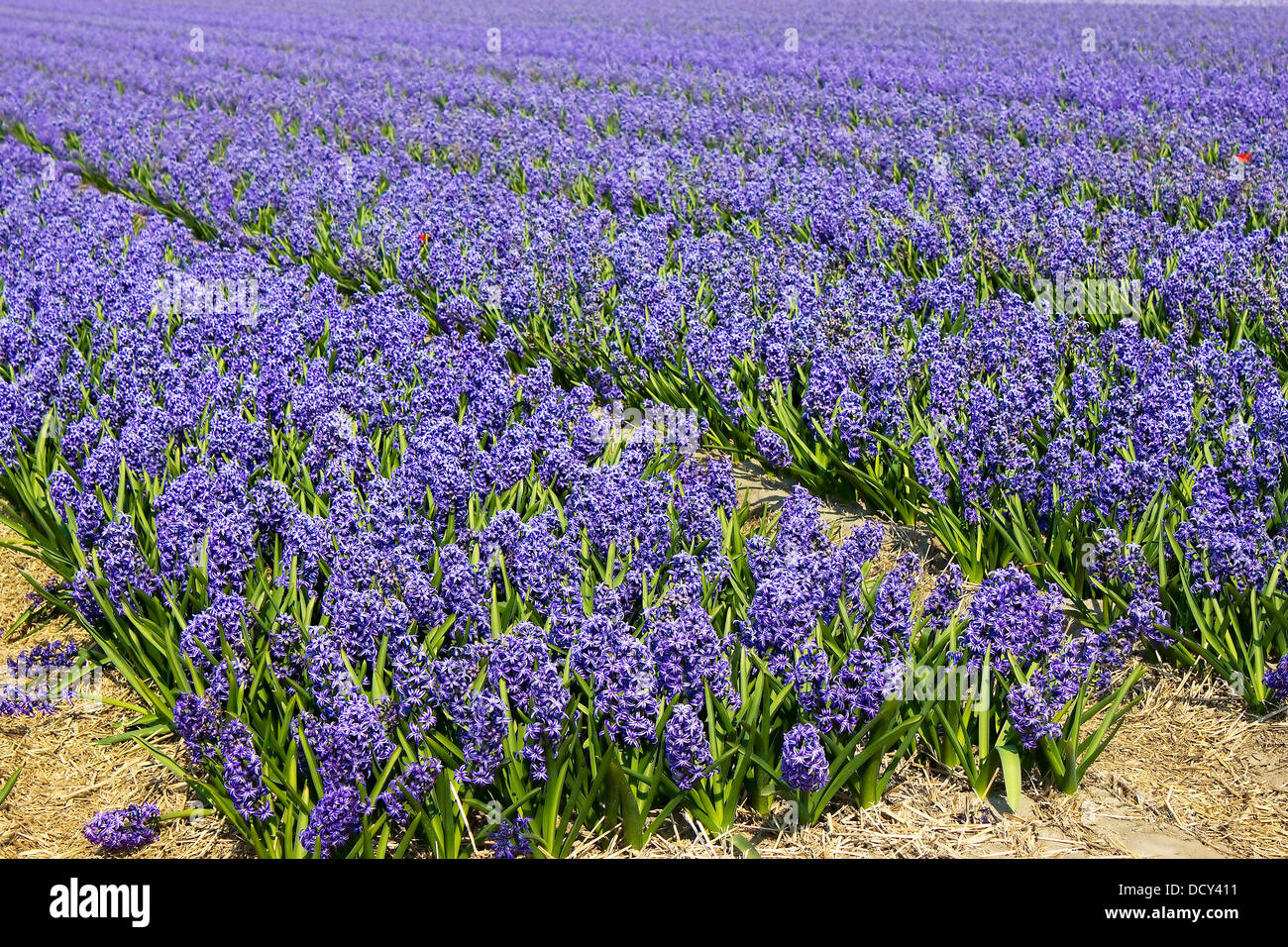 field of hyacinths Stock Photo - Alamy