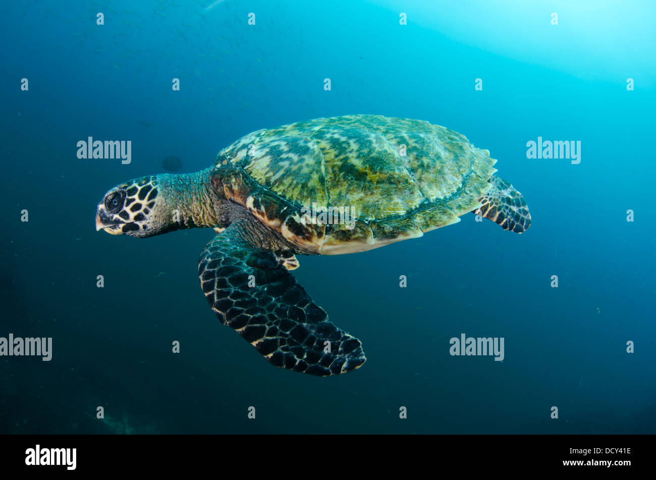 Hawk's bill turtle underwater Laje de Santos Marine park, Sao Paulo ...