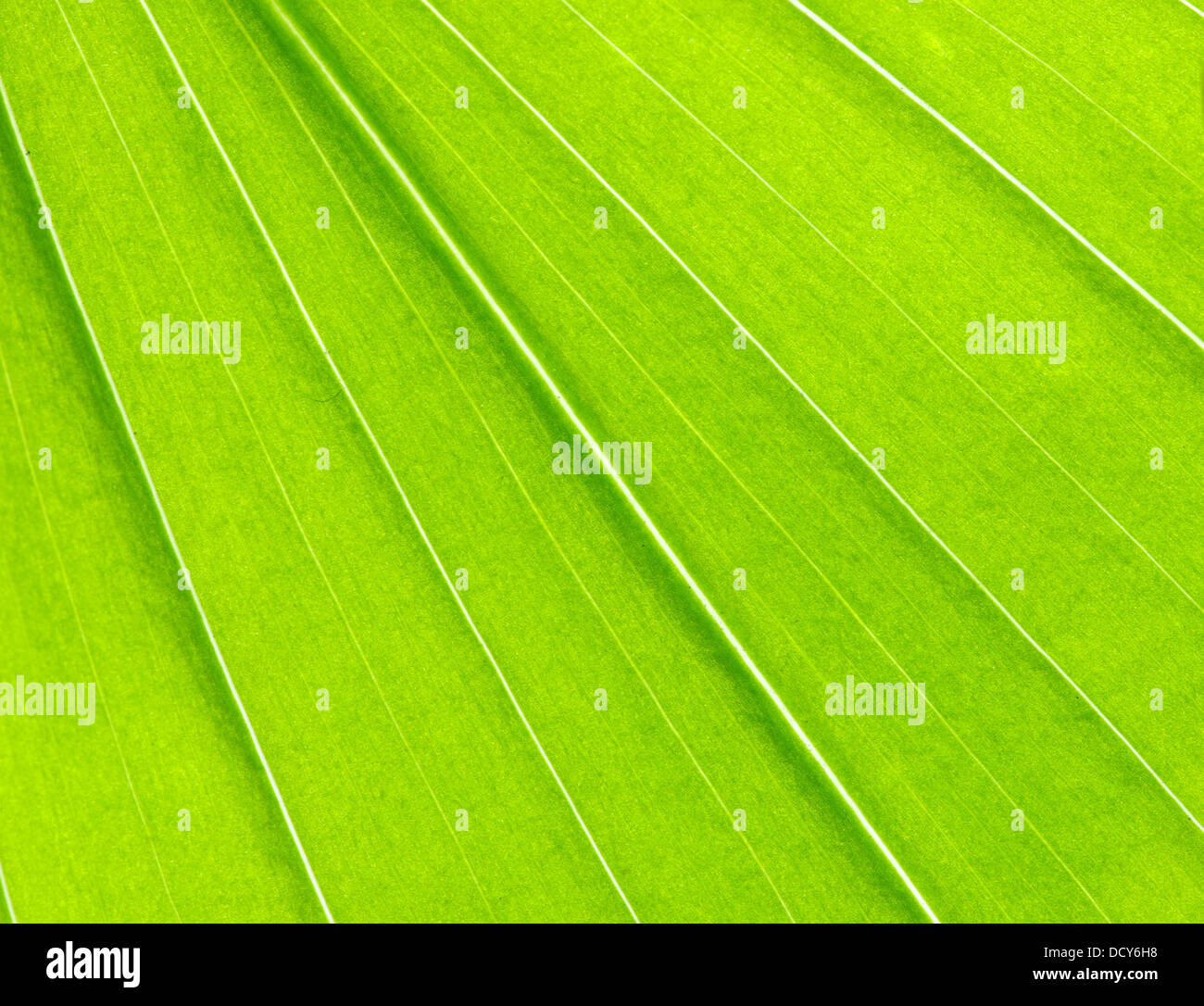 structure of leaf Stock Photo - Alamy
