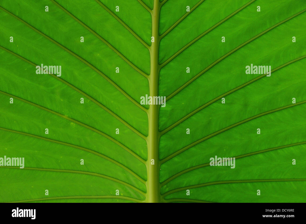 green leaf texture Stock Photo - Alamy