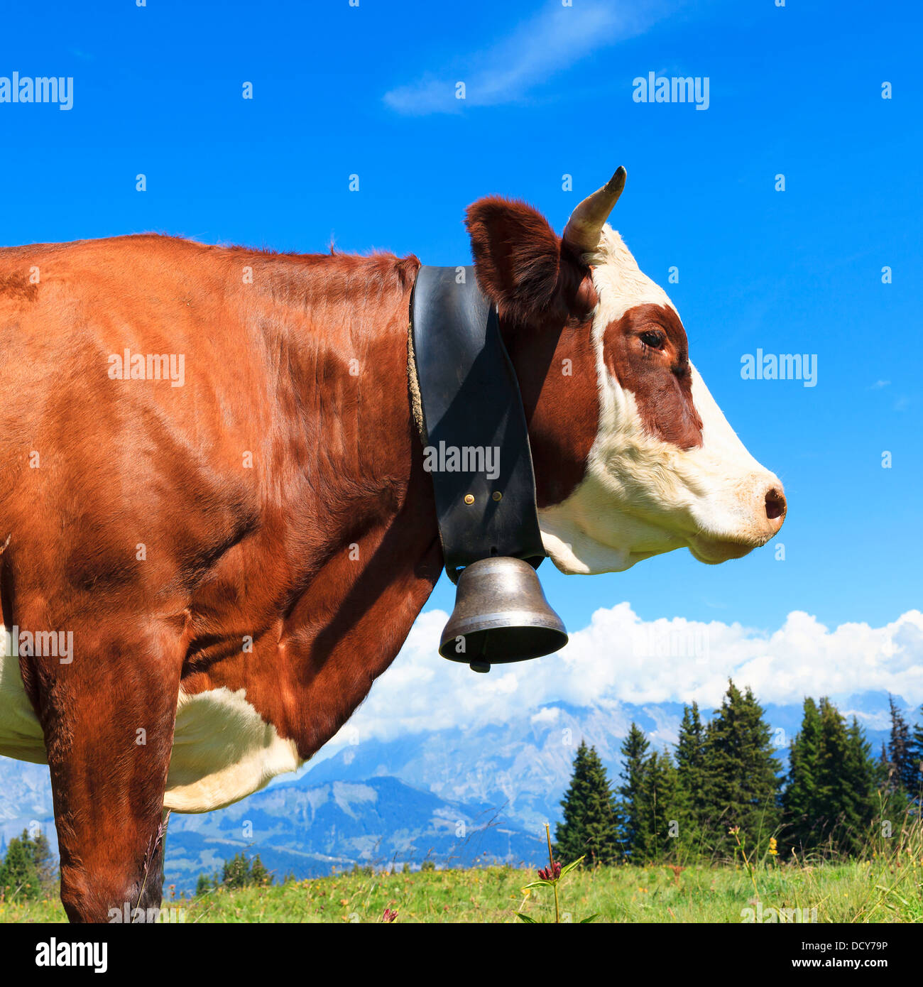 Cow alps hi-res stock photography and images - Alamy