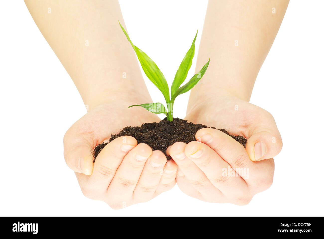 plant in hands Stock Photo - Alamy