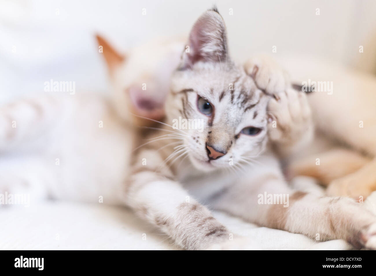 portrait of two kittens cats play fighting Stock Photo - Alamy