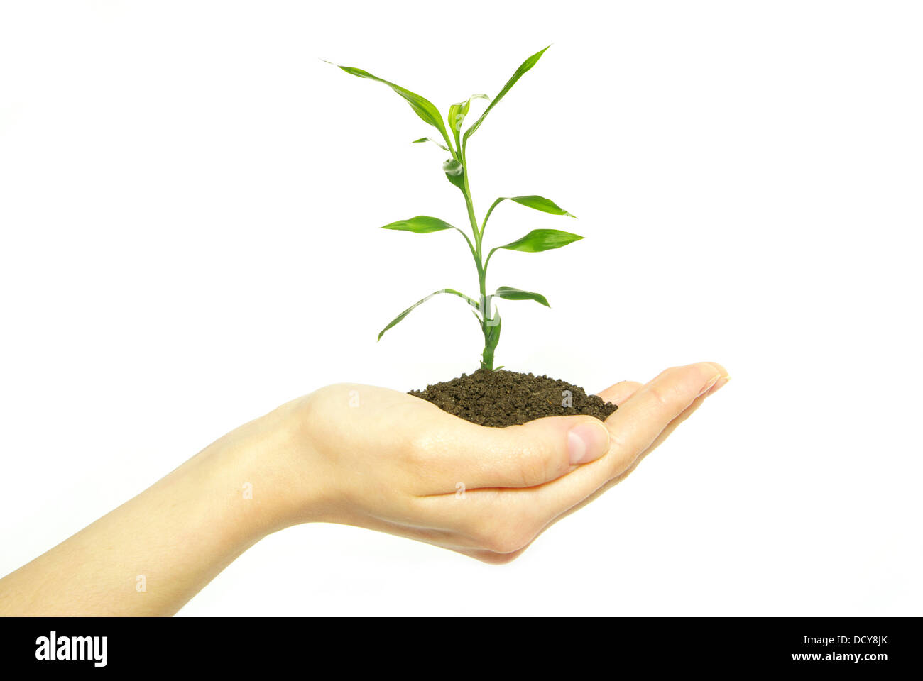 plant in hand Stock Photo - Alamy