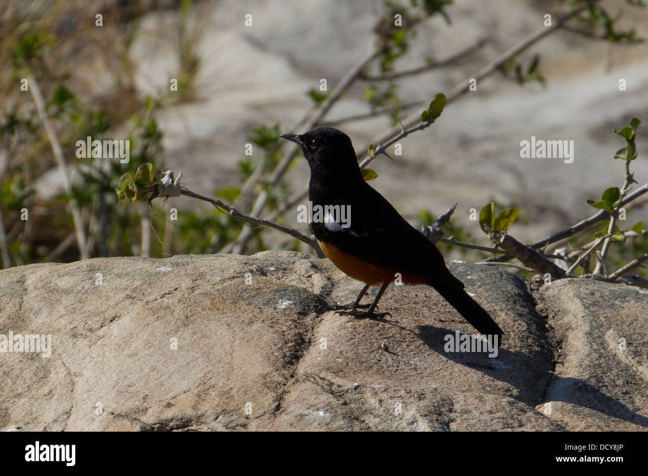 Mocking Cliff Chat (Thamnolaea cinnamomeiventris Stock Photo - Alamy