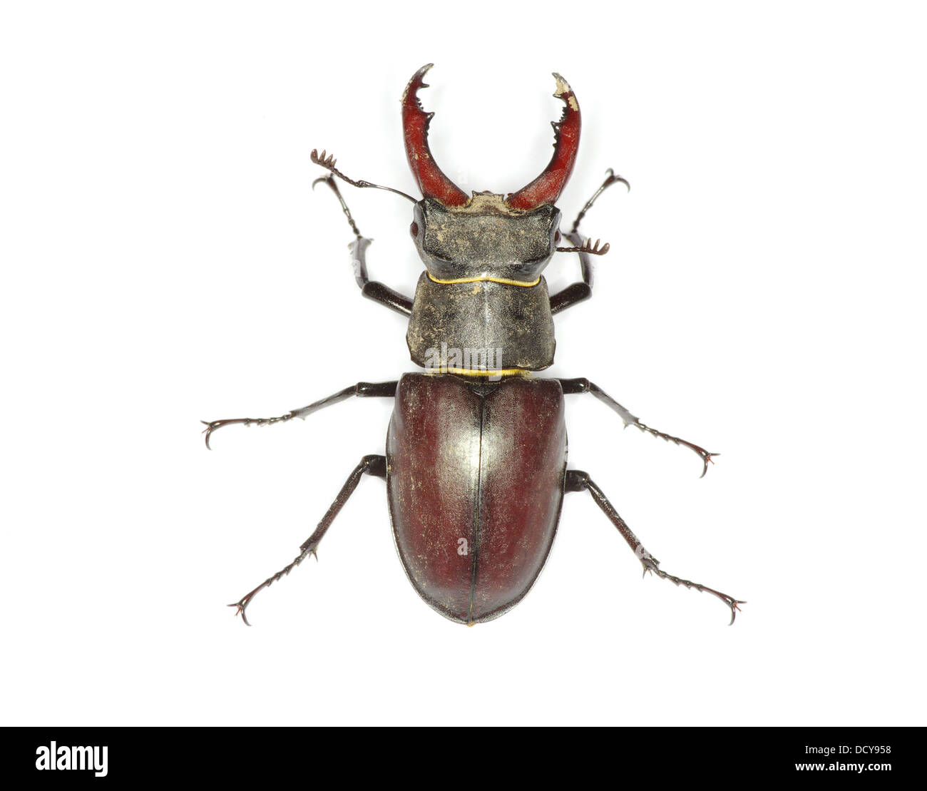 Dark brown beetle hi-res stock photography and images - Alamy