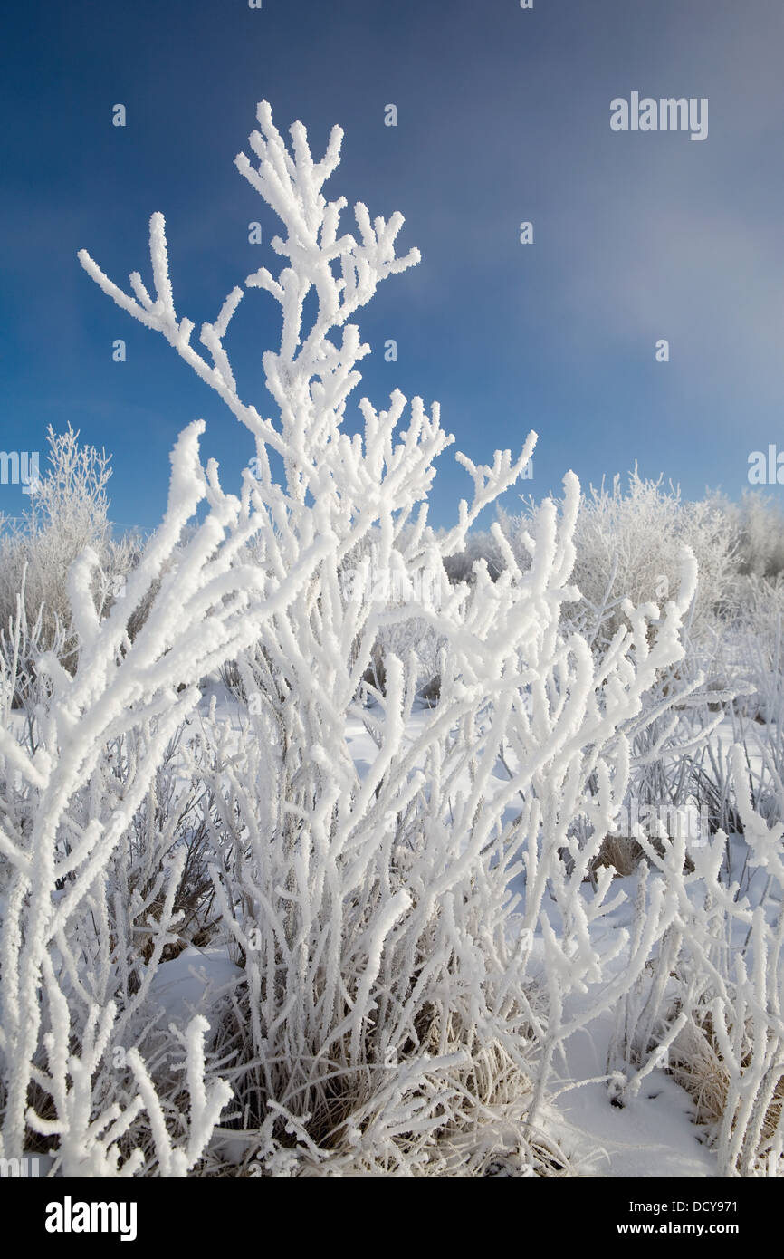 Bush Covered With Frost; Calgary, Alberta, Canada Stock Photo - Alamy