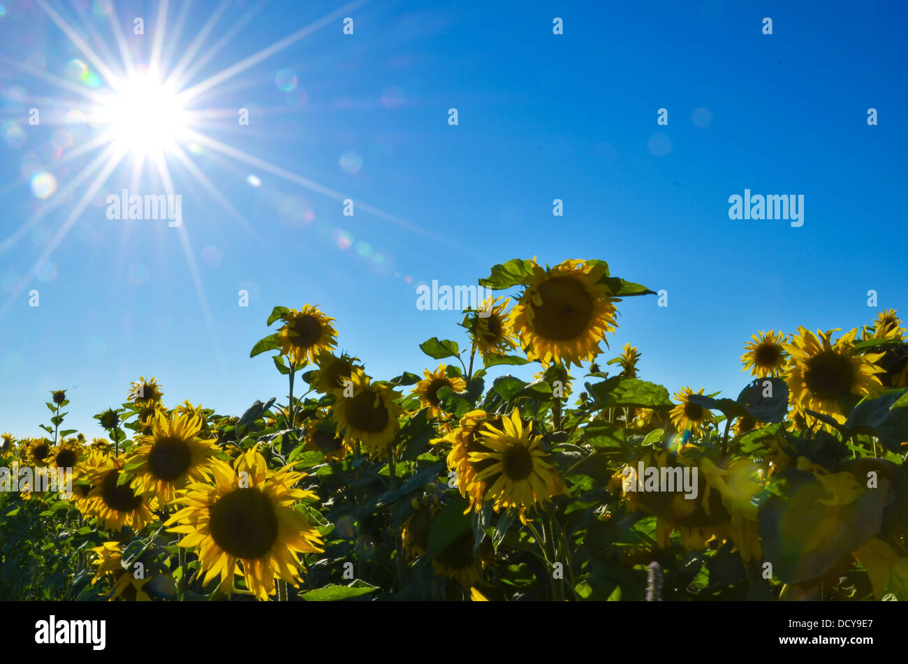 Sun shining over a field of sunflowers Stock Photo - Alamy