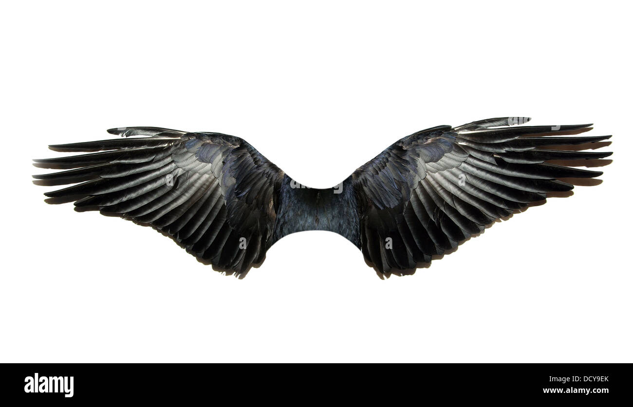 Birds spread wings Cut Out Stock Images & Pictures - Alamy
