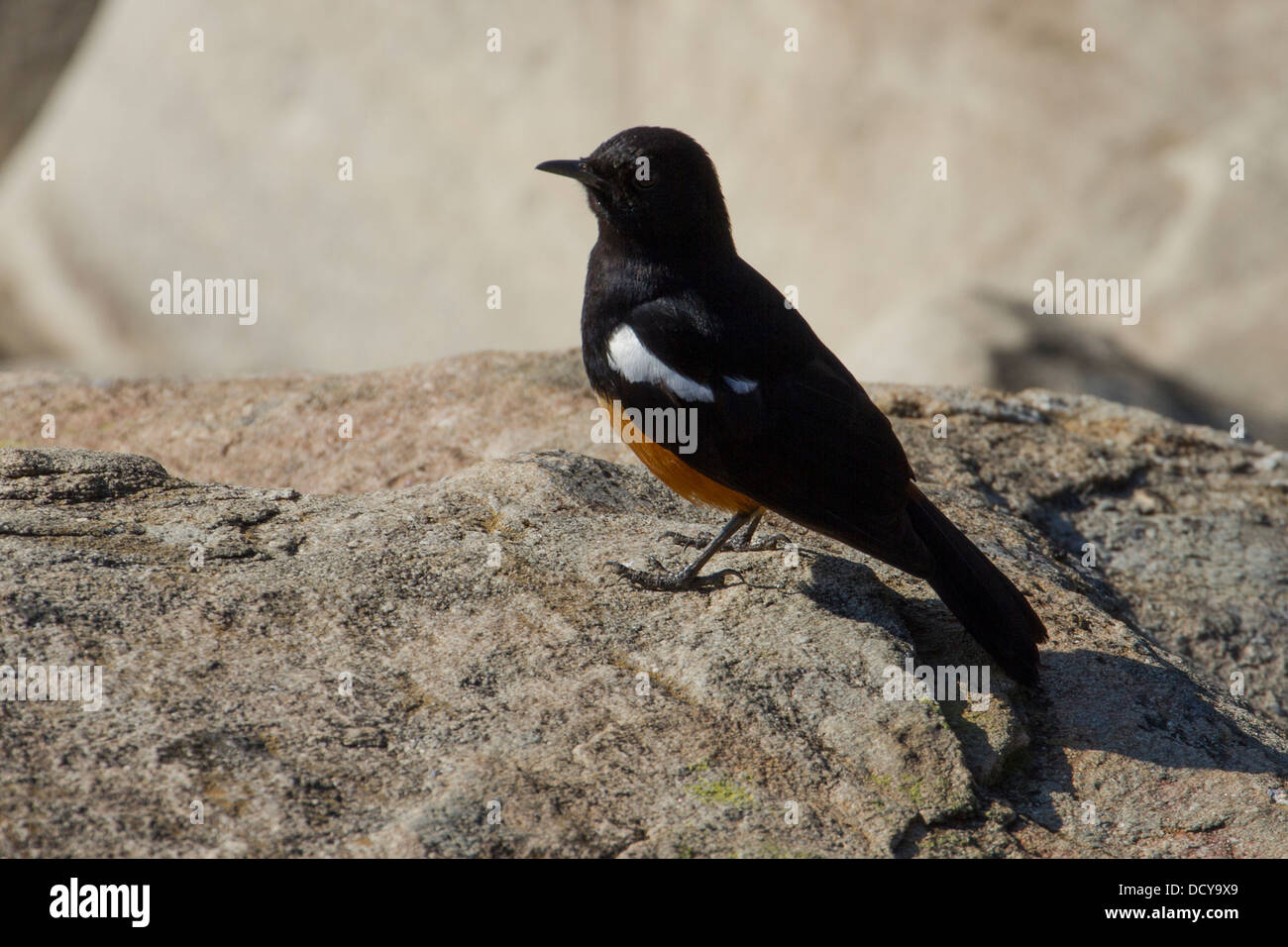 Mocking Cliff Chat (Thamnolaea cinnamomeiventris Stock Photo - Alamy