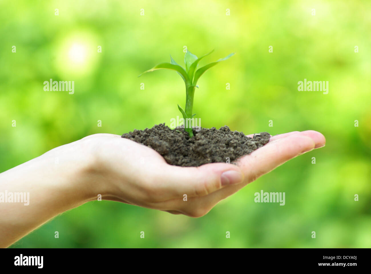 plant in the hand Stock Photo - Alamy