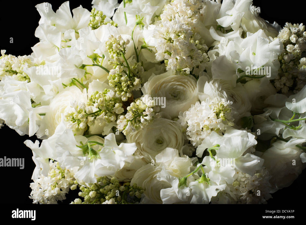 Persian iris hi-res stock photography and images - Alamy