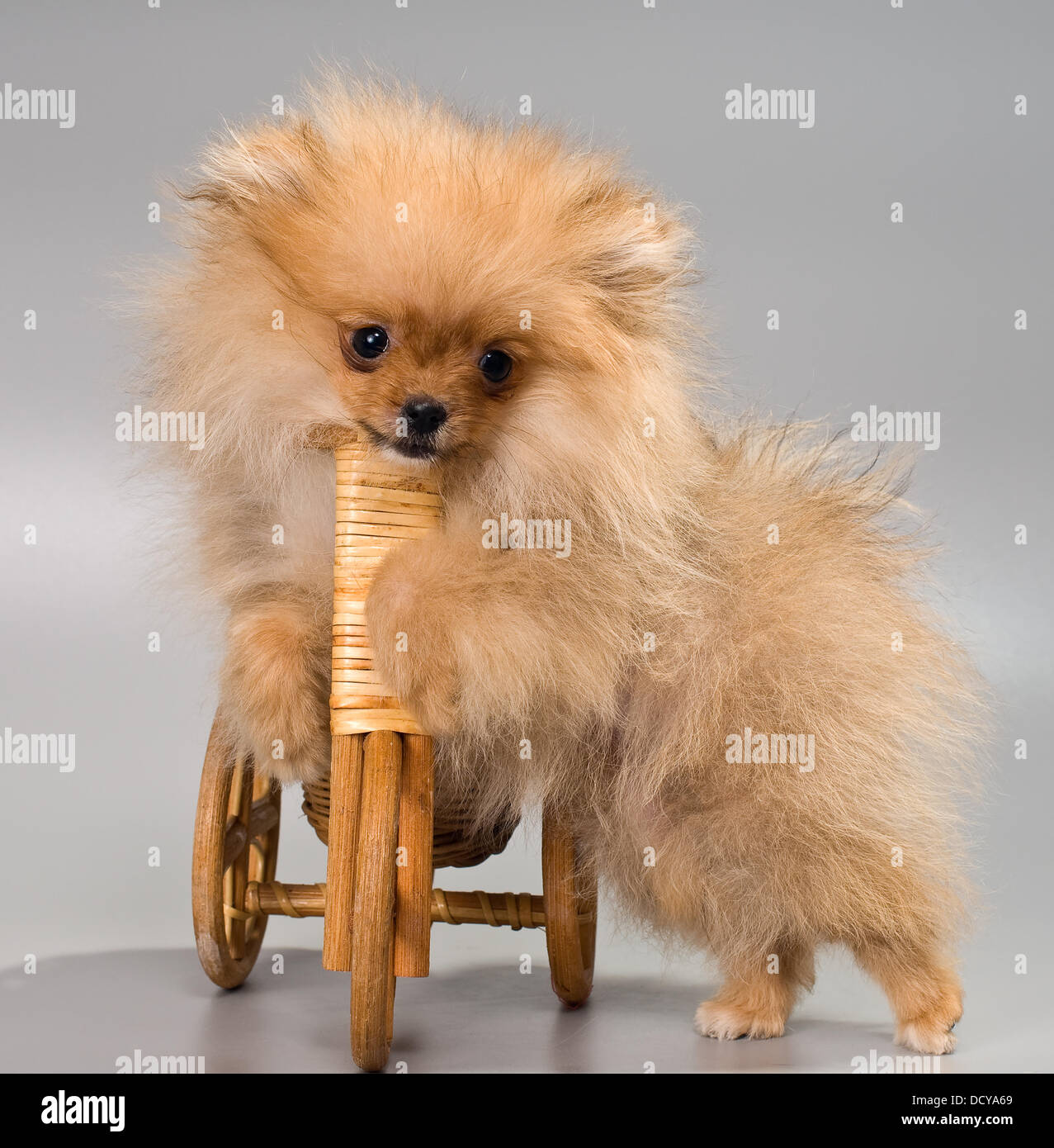 Miniature spitz hi-res stock photography and images - Alamy