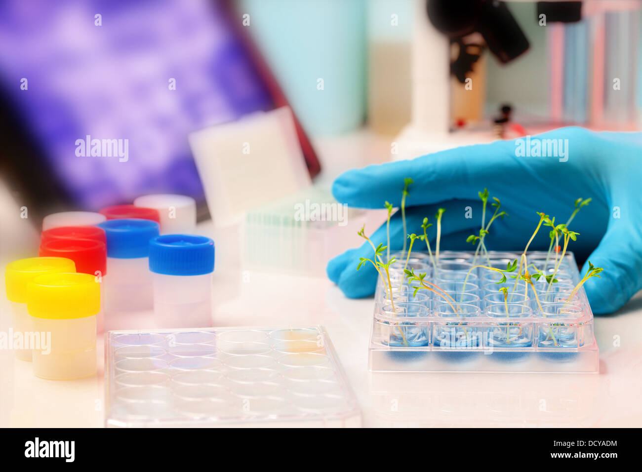 GMO crop plants in the laboratory of genetic research Stock Photo - Alamy