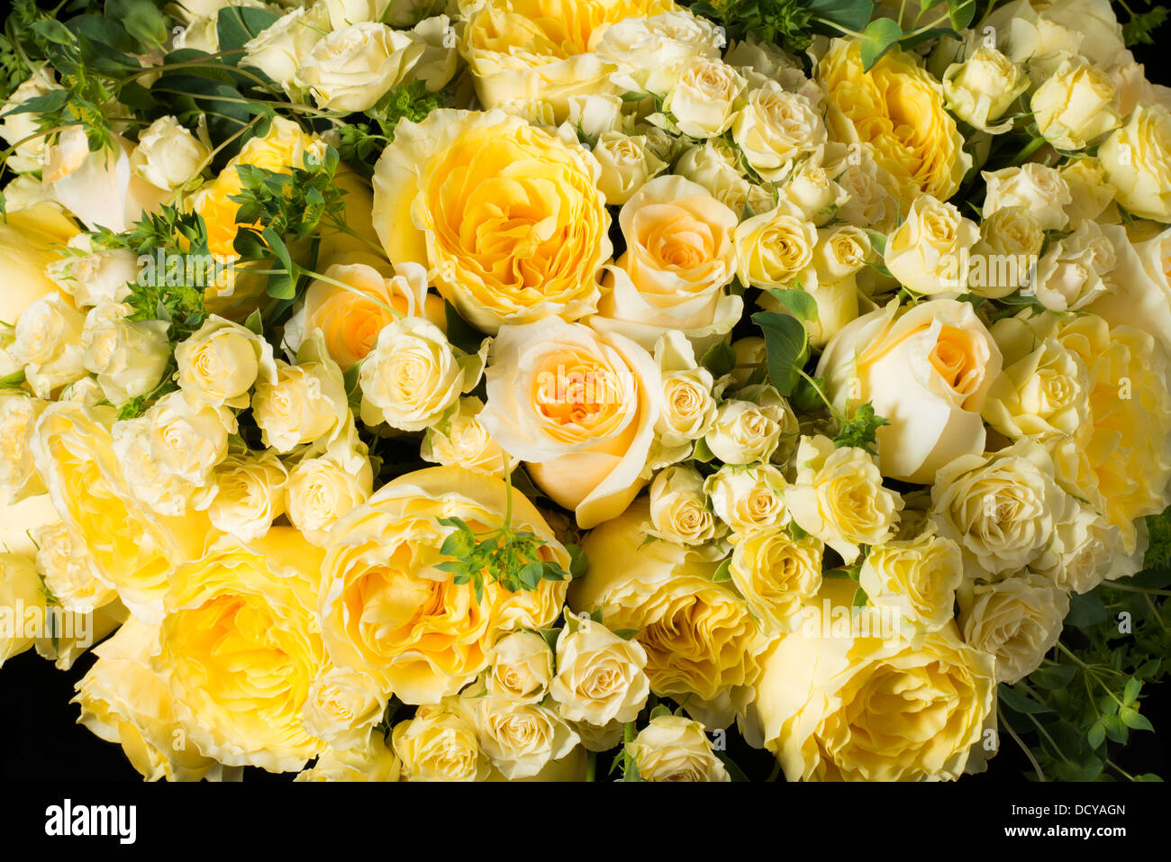 Close up of Yellow Roses and Persian Buttercup Flowers Stock Photo - Alamy