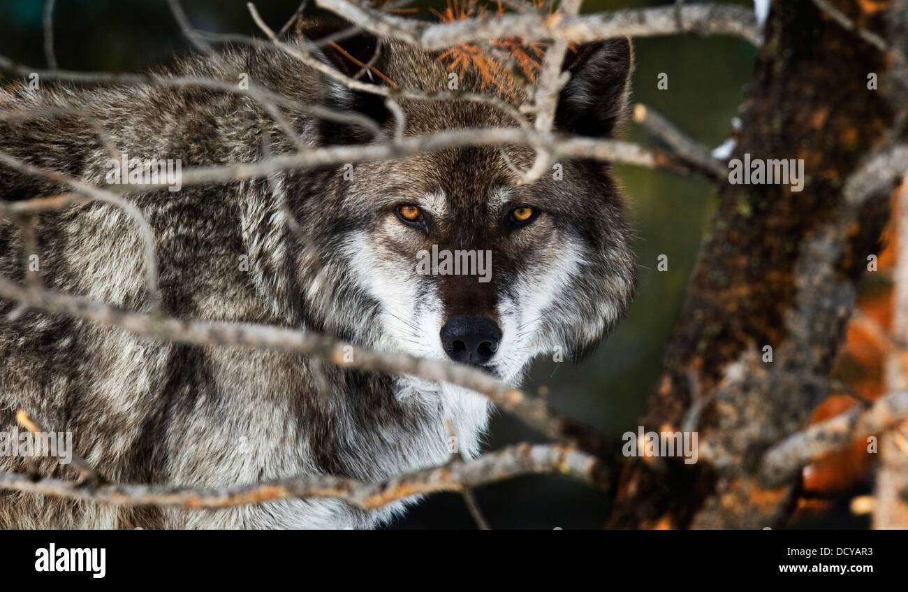 A wolf peers through the trees Stock Photo - Alamy