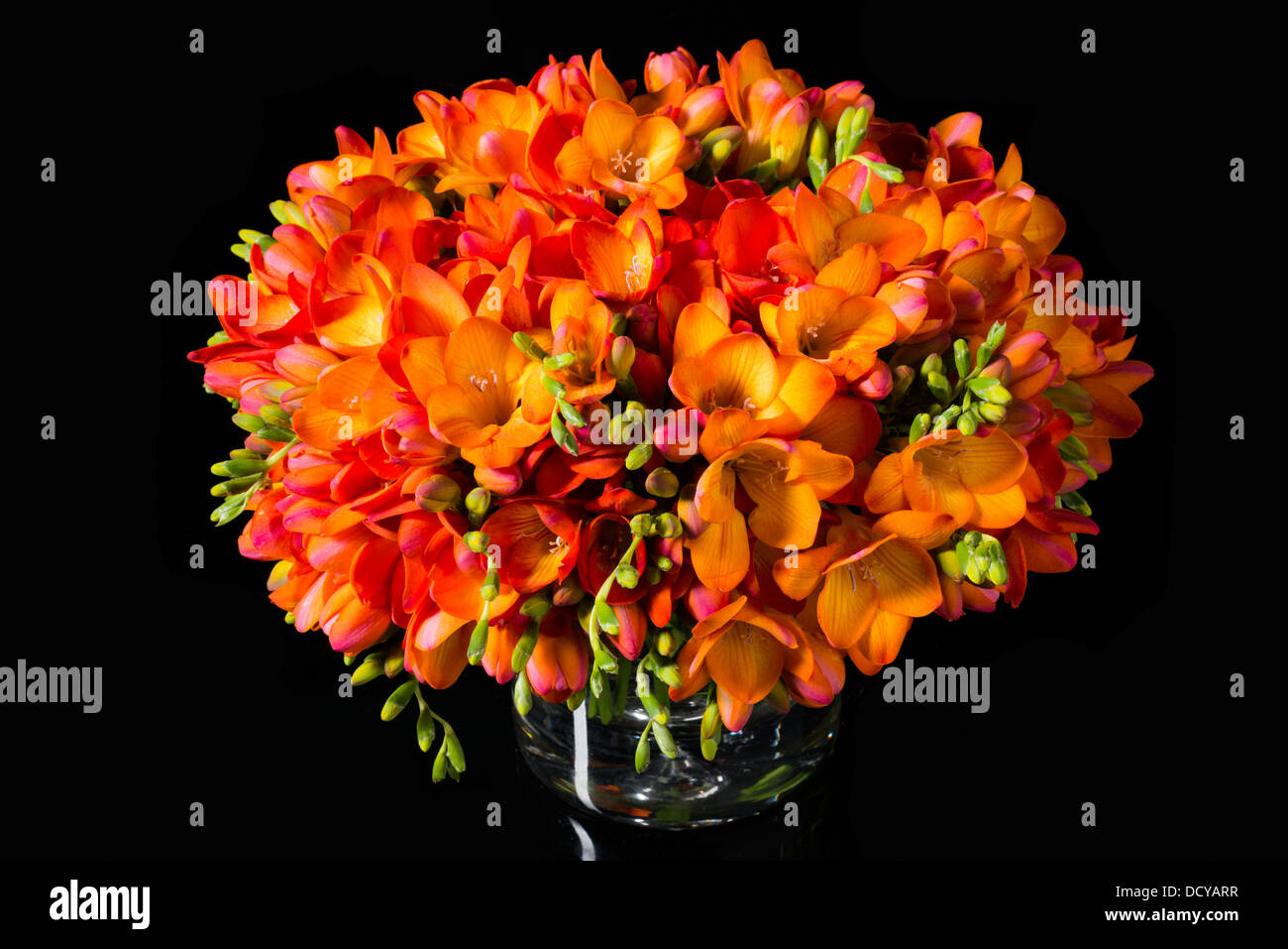 Orange freesia hi-res stock photography and images - Alamy