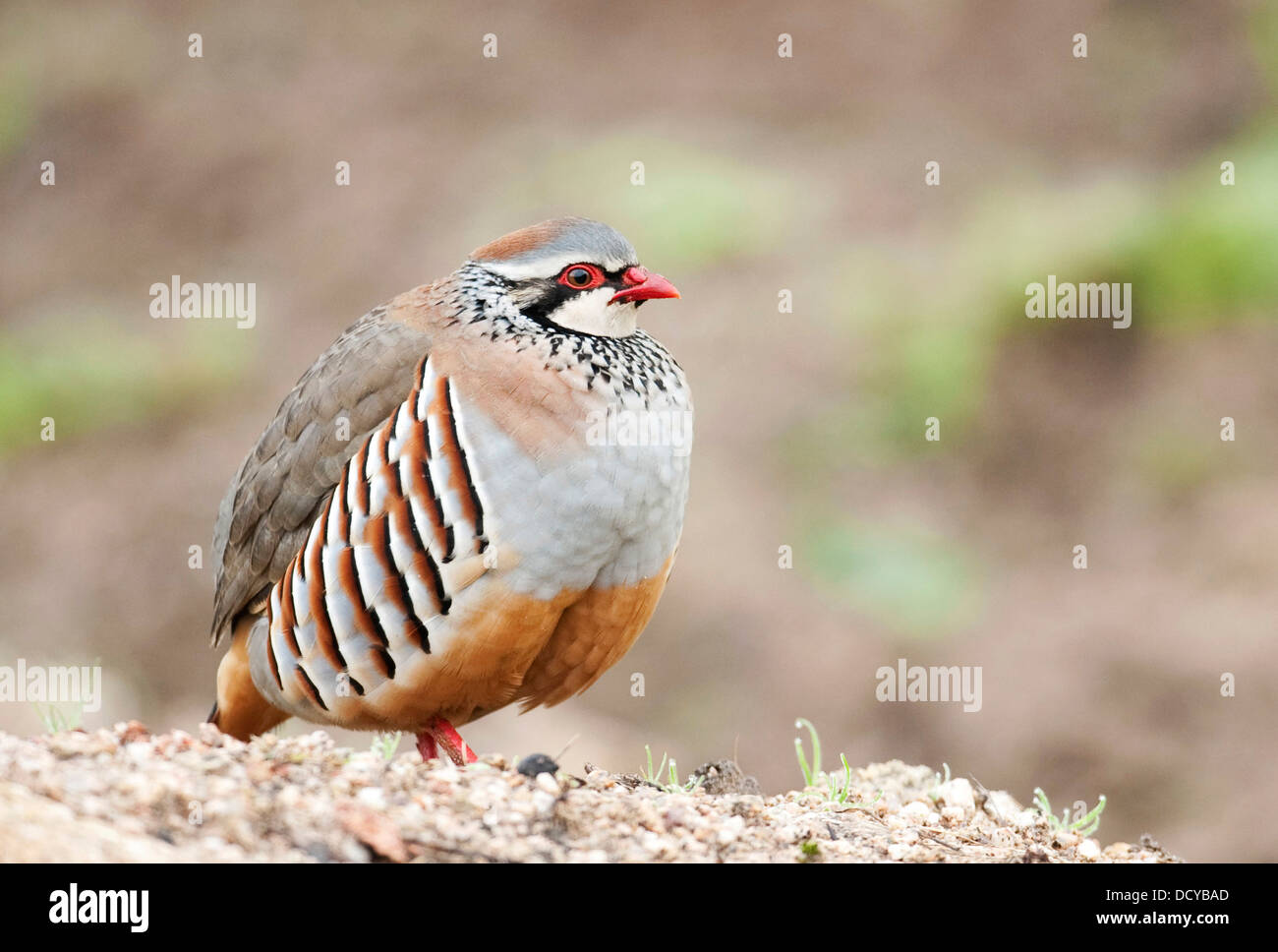 Red Legged Partridge Alectoris rufa Andalucia Spain Stock Photo - Alamy