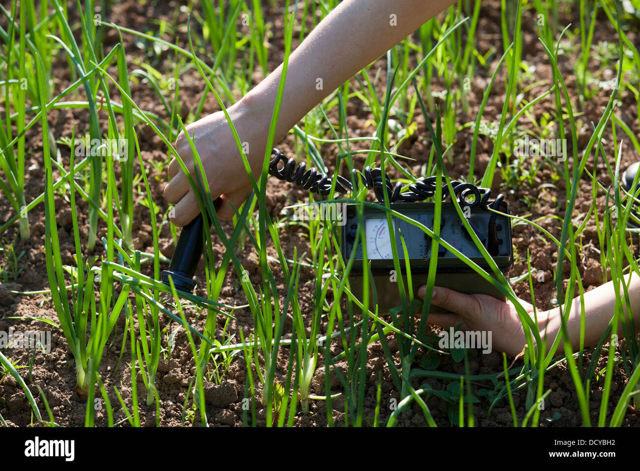 measuring radiation levels of onions Stock Photo - Alamy