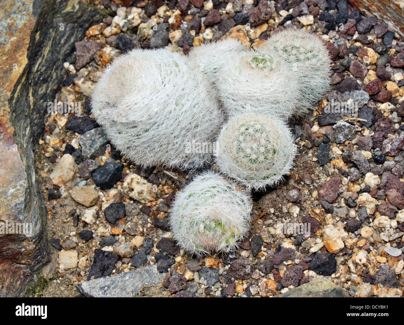 White aloe cactus needle sharp spines Stock Photo - Alamy
