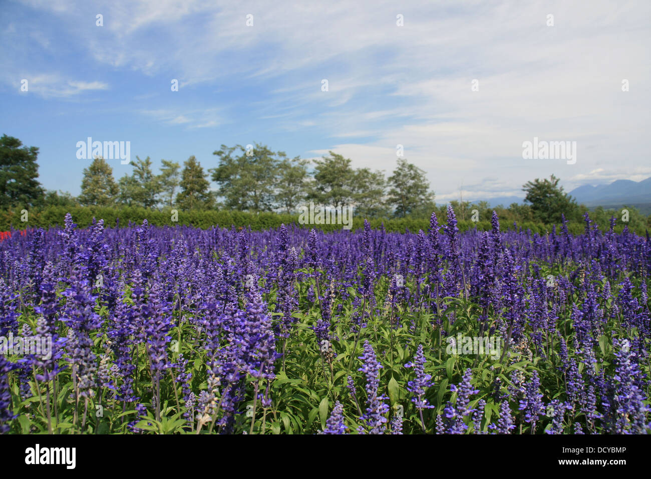 Lavender field in Hokkaido , Japan Stock Photo - Alamy