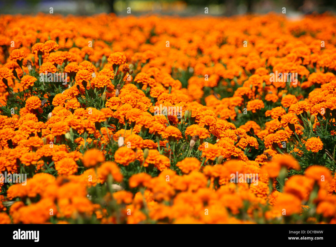 Marigold in Hokkaido Japan Stock Photo - Alamy