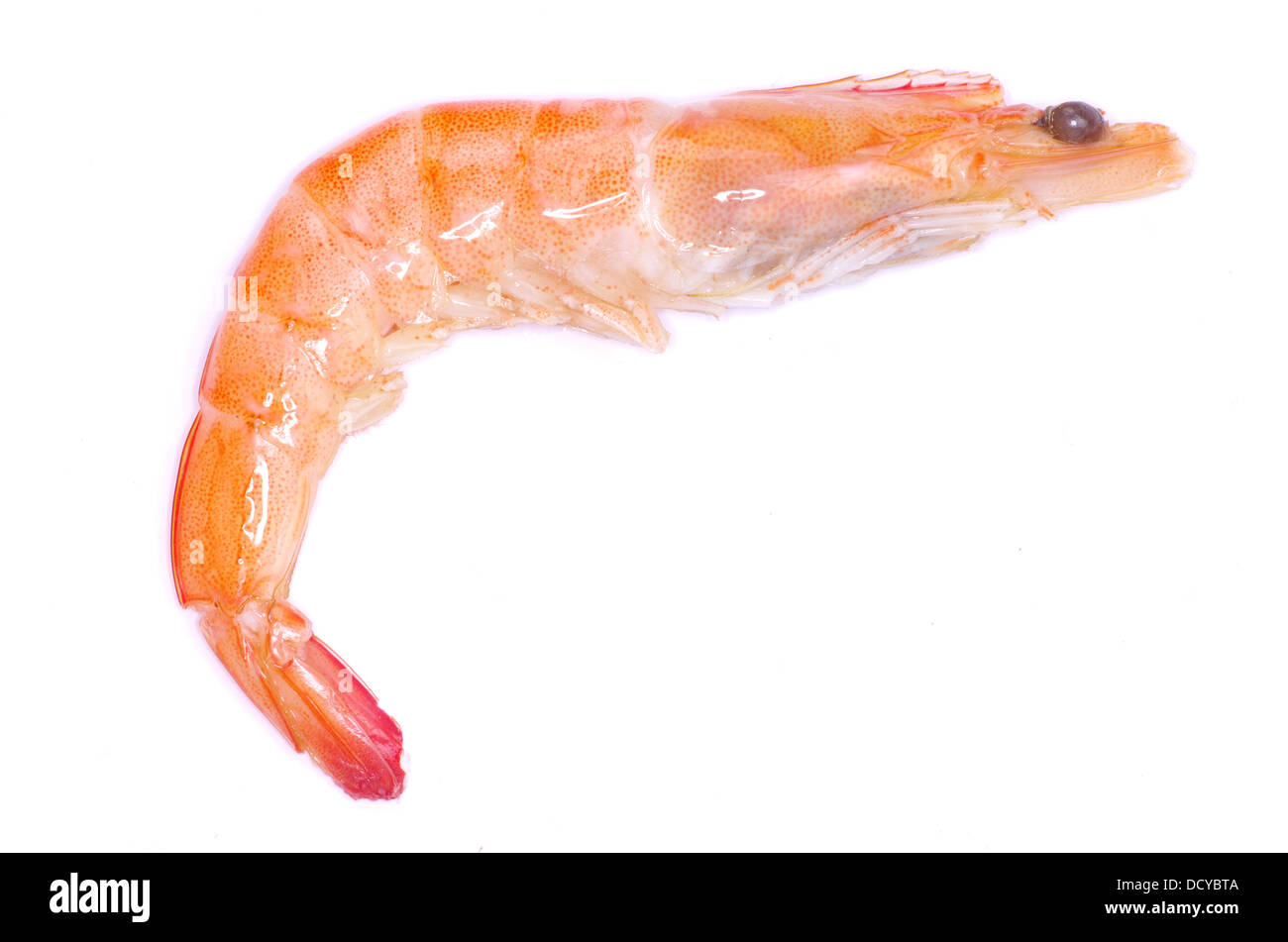 Macro closeup cooked shrimp Cut Out Stock Images & Pictures - Alamy