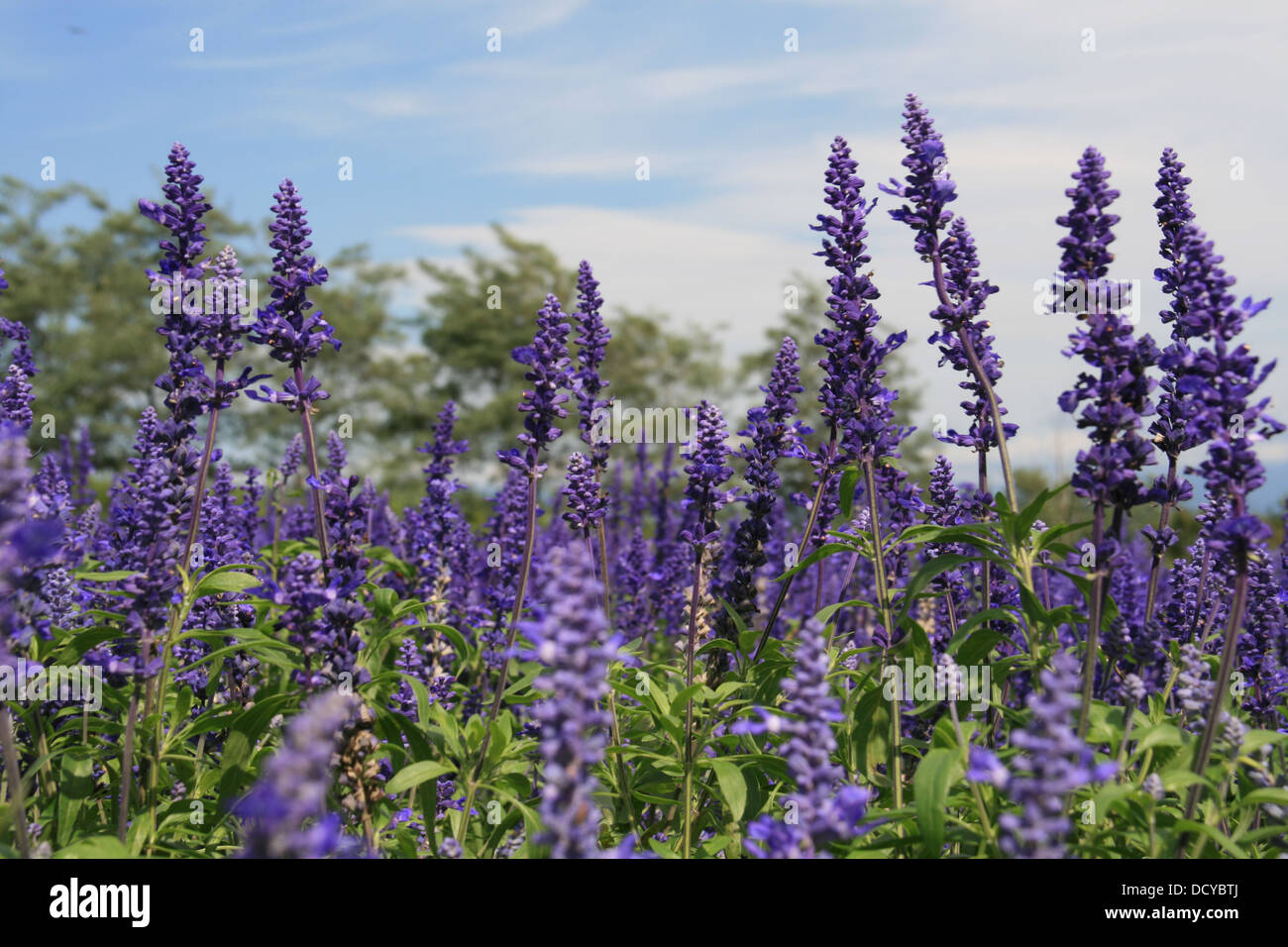 Lavender Field in Hokkaido, Japan Stock Photo - Alamy