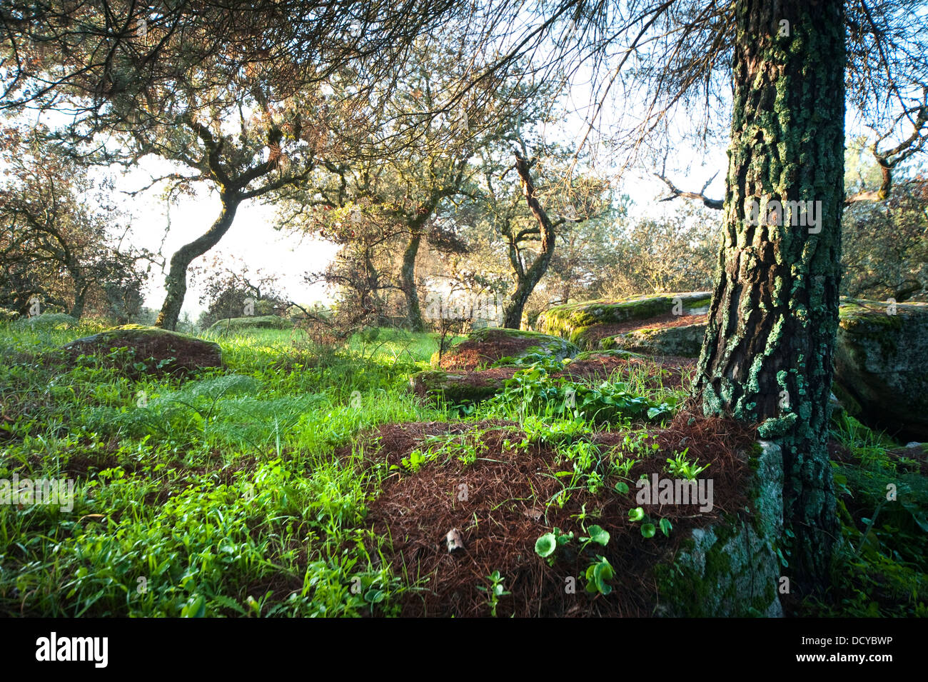 Mediterranean ecosystem hi-res stock photography and images - Alamy