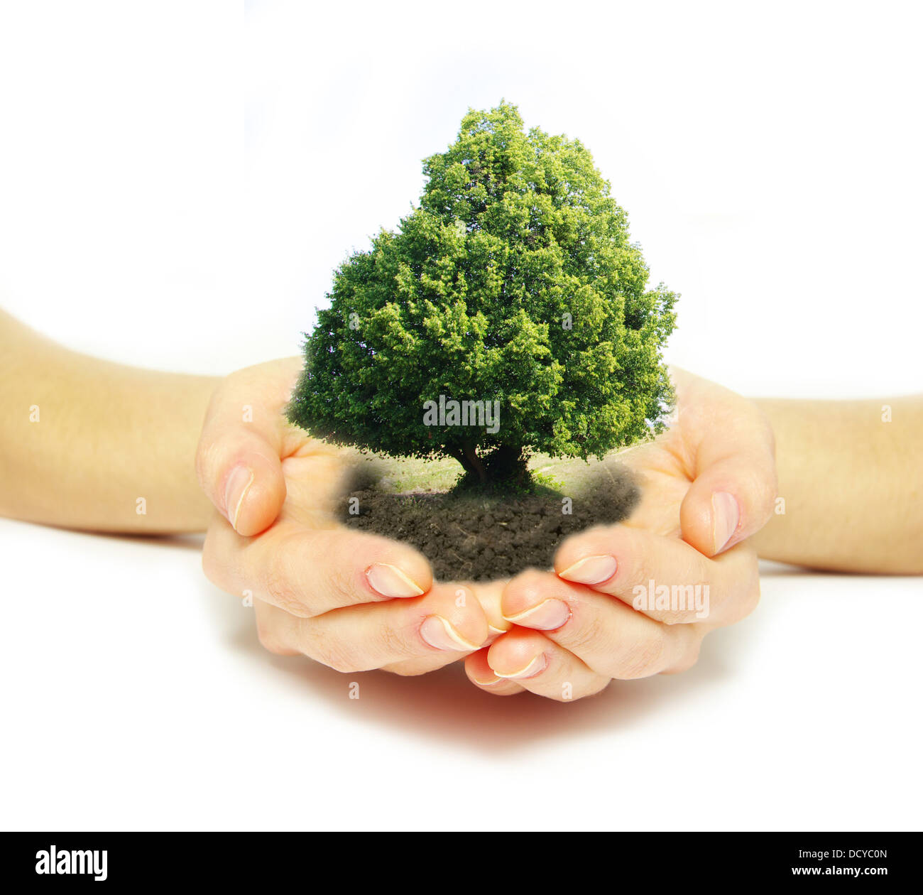 tree in hands Stock Photo - Alamy