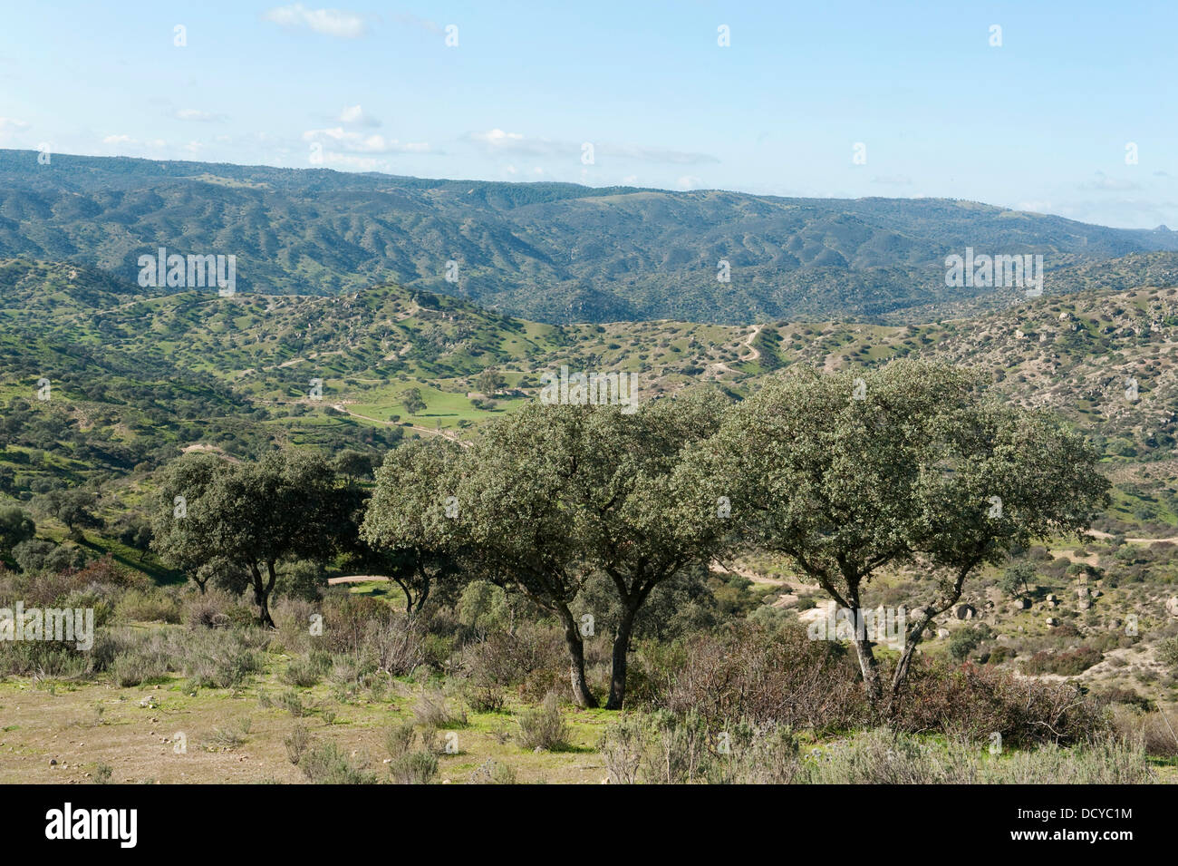 Cork trees quercus sp in landscape hi-res stock photography and images ...