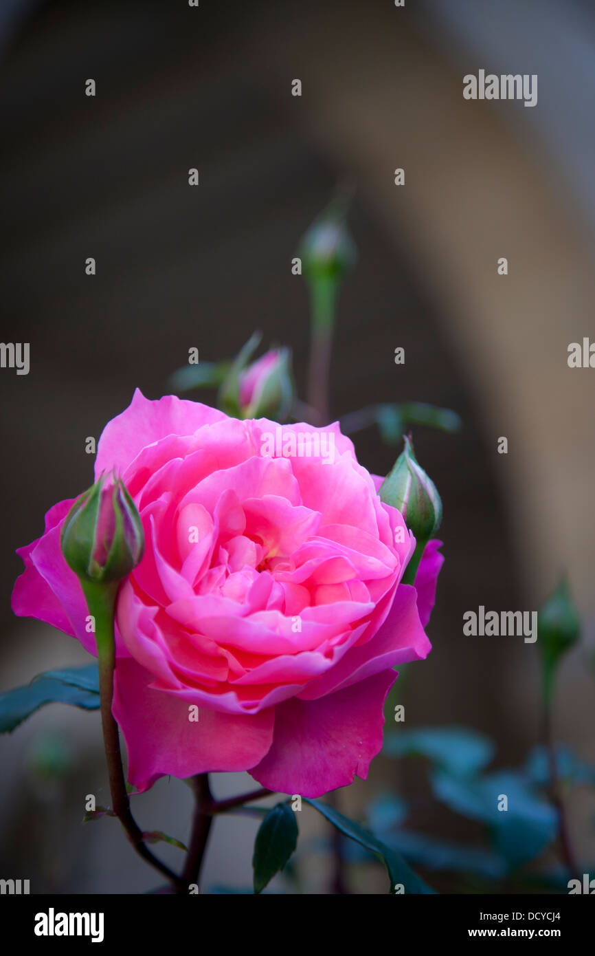 Garden red roses hi-res stock photography and images - Alamy