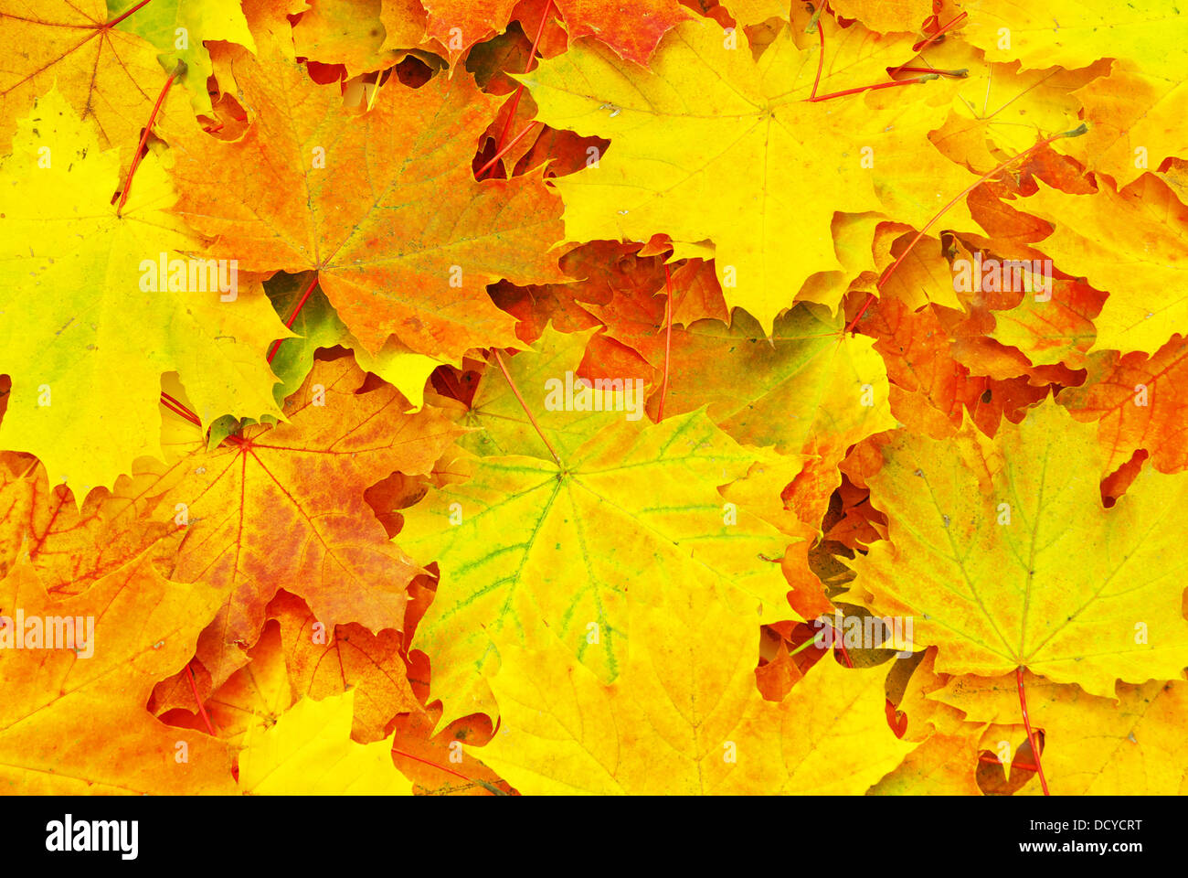 maple leaf as background Stock Photo - Alamy