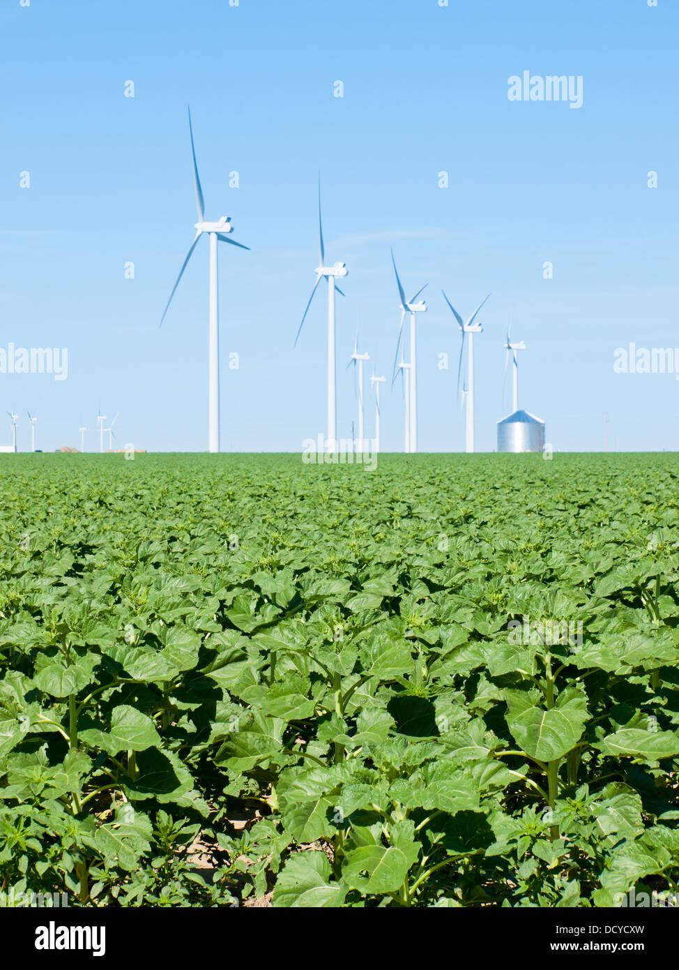 Wind turbines farm in Eastern Colorado Stock Photo - Alamy