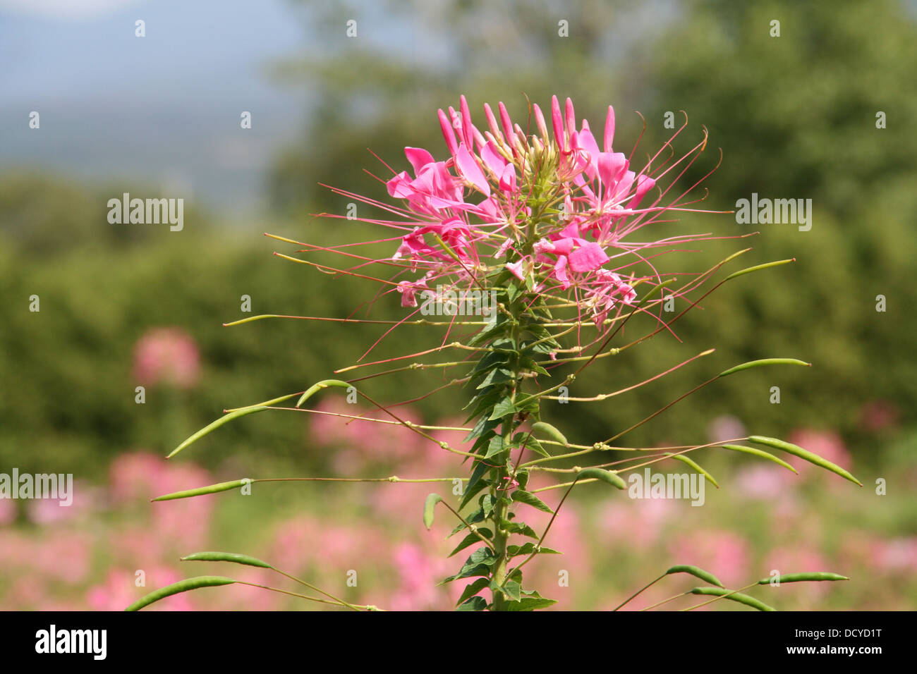 Pink Flower in Hokkaido, Japan Stock Photo - Alamy