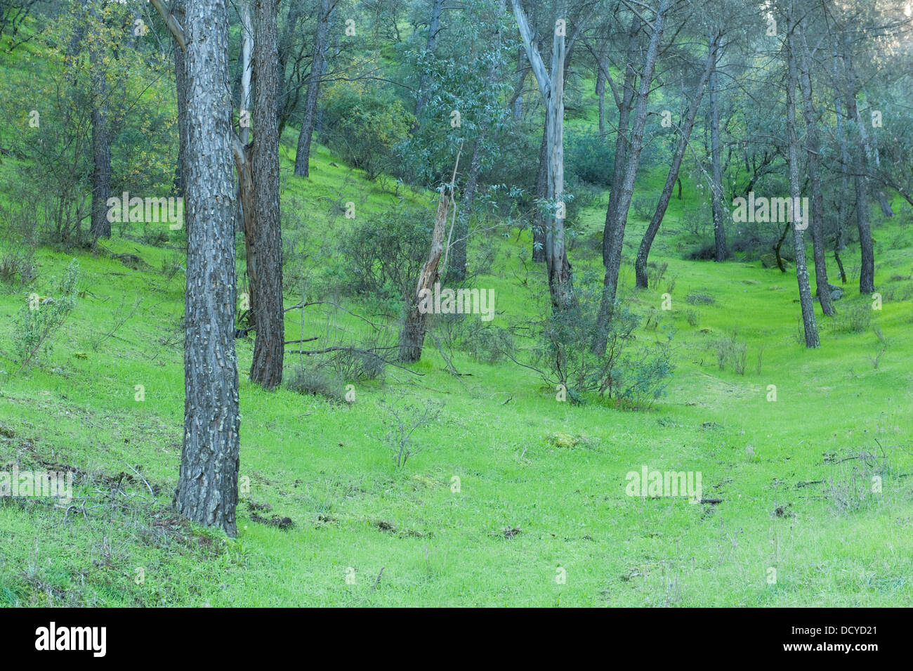 Mediterranean forest hi-res stock photography and images - Alamy