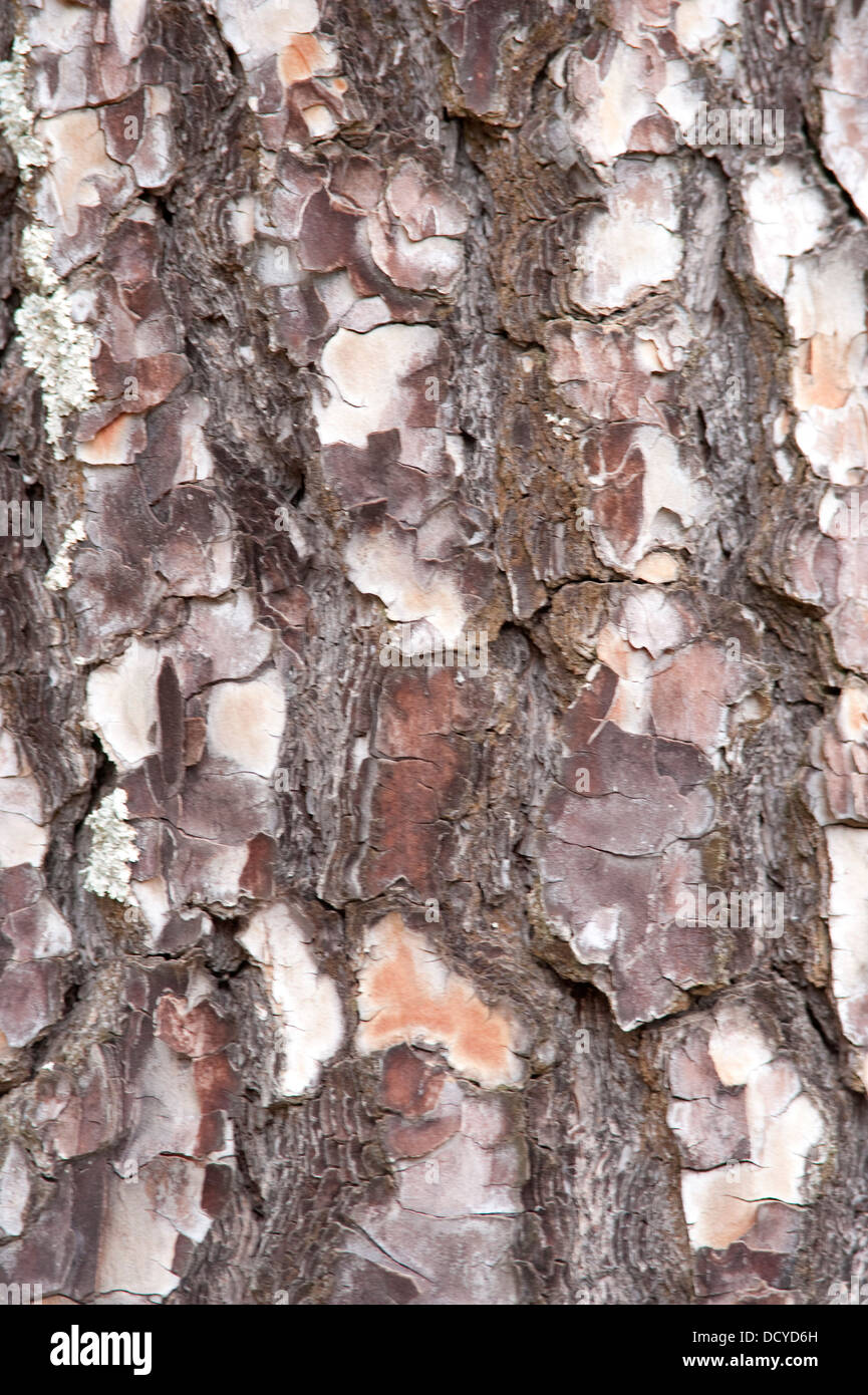 Pine tree bark hi-res stock photography and images - Alamy