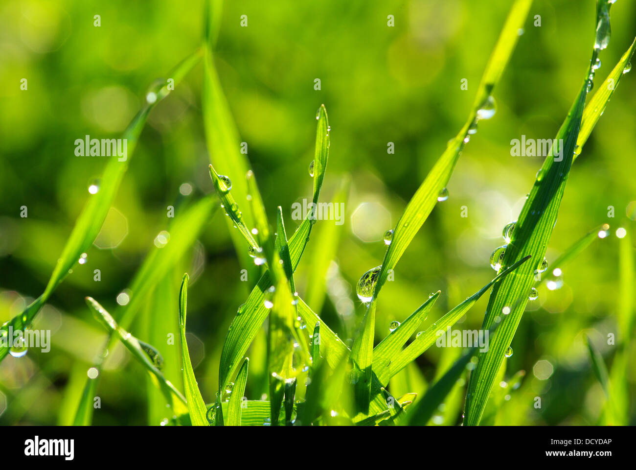 drop on grass Stock Photo - Alamy