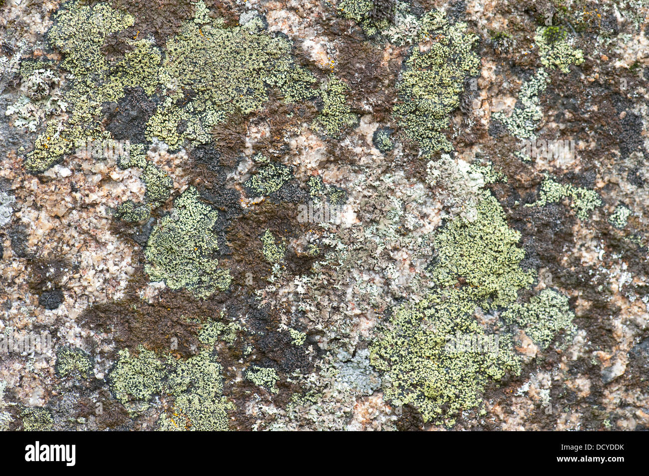 Map Lichen Rhizocarpon geographicum Andalucia Spain Stock Photo - Alamy