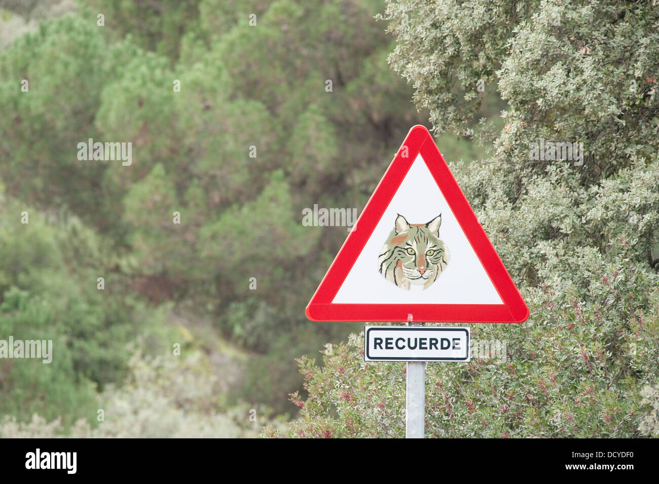 Spanish Lynx Traffic Sign Sierra de Andujar Natural Park Spain Stock ...