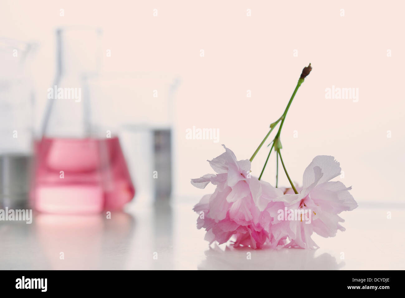 Laboratory flask flower High Resolution Stock Photography and Images ...