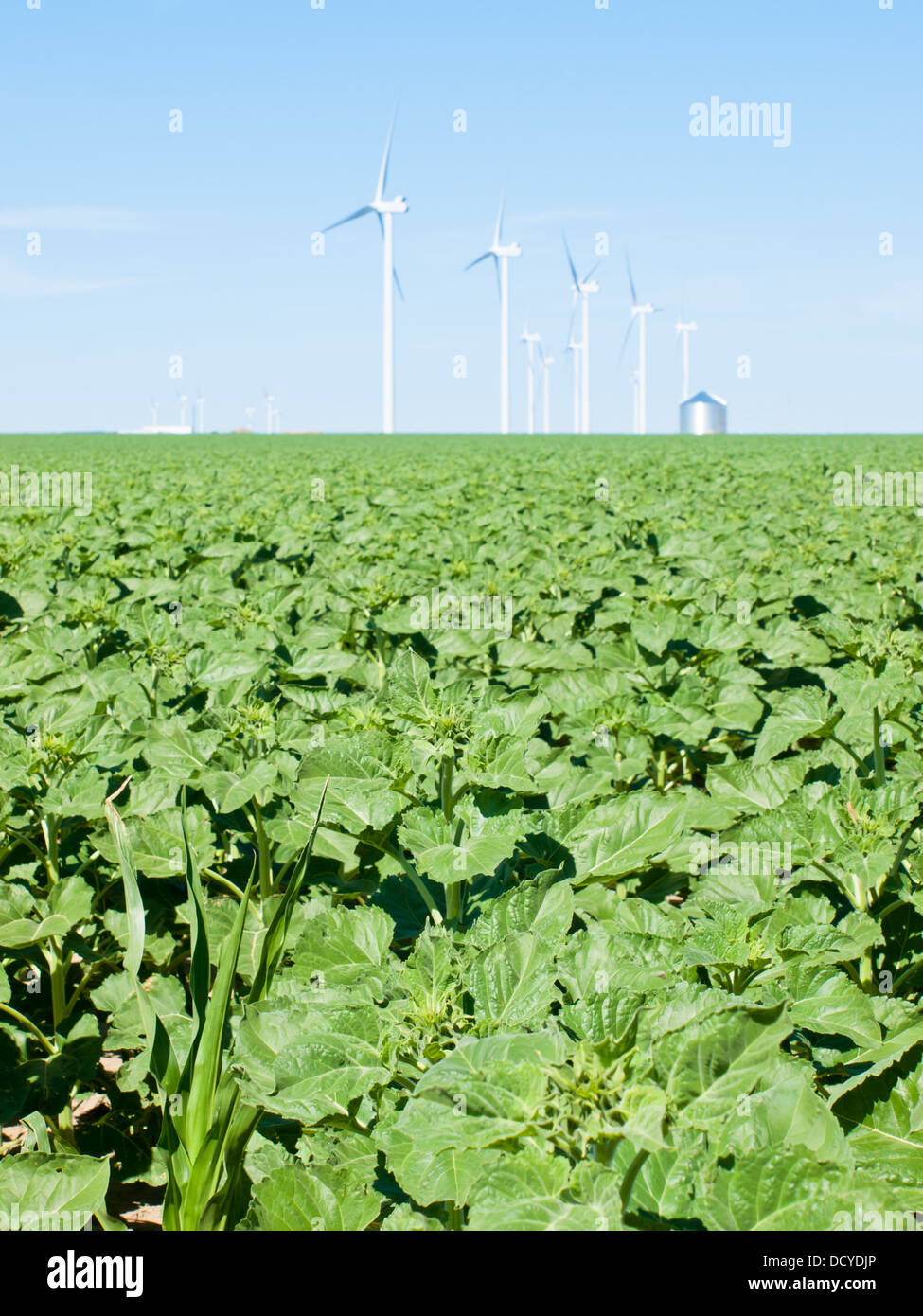 Sunflower crop rotation hi-res stock photography and images - Alamy