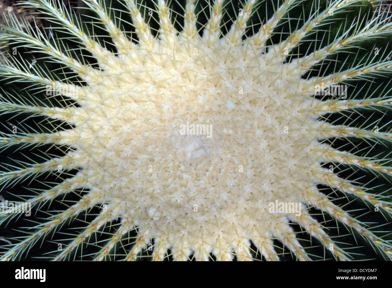 Beautiful round cactus with sharp stinging spines Stock Photo - Alamy