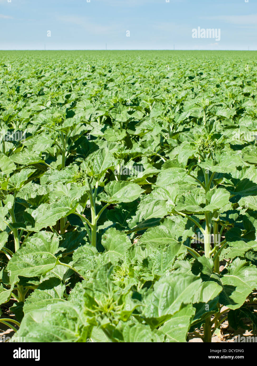 Sunflower field before bloom Stock Photo - Alamy